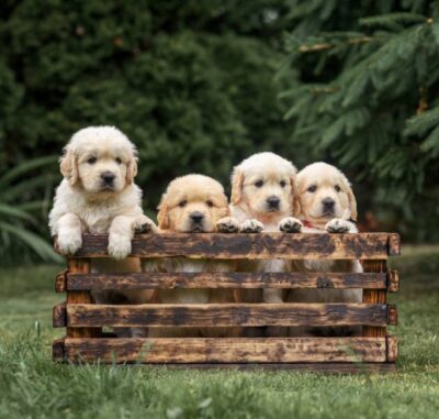 PetSmart Vet Services | Veterinarian Georgetown, Jarrell, TX