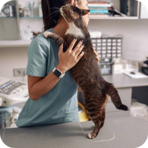 PetSmart Vet Services | Veterinarian Georgetown, Jarrell, TX